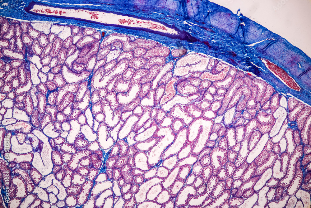 Anatomy and Histological Epididymis and Testis human cells under ...