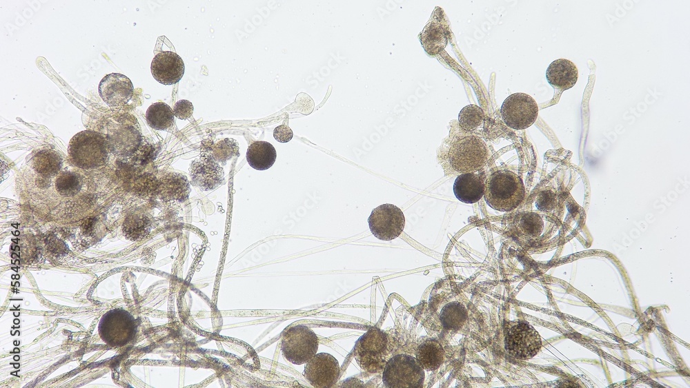 Rhizopus oryzae, a filamentous heterothallic microfungus. Fresh sample ...