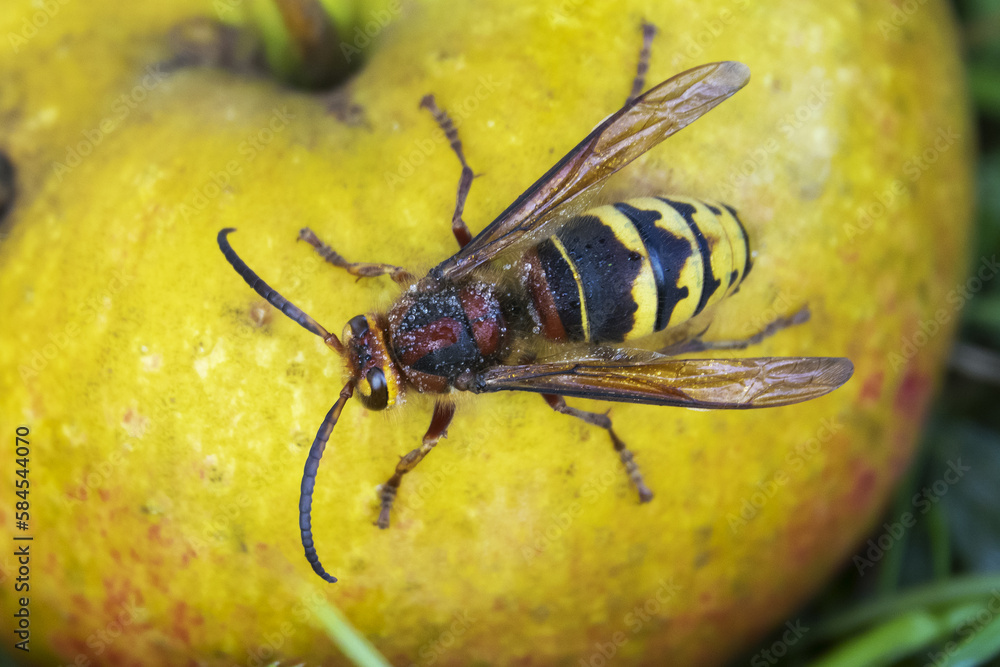 The European hornet (Vespa crabro) is the largest eusocial wasp native ...