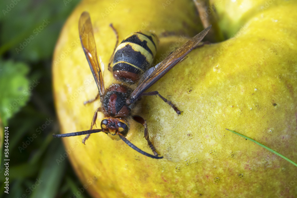 The European hornet (Vespa crabro) is the largest eusocial wasp native ...