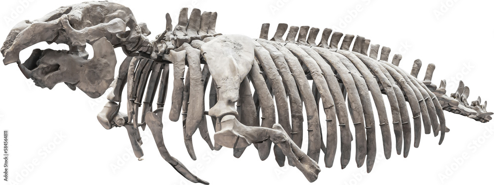 Isolated PNG cutout of a metaxytherium skeleton, this dinosaur image is ...