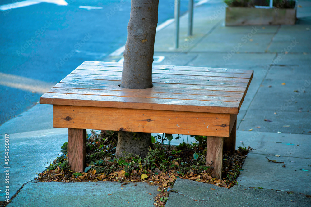Square bench with tree growing out of middle in late afternoon shade ...