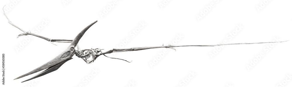 Isolated PNG cutout of a pteranodon skeleton, this dinosaur image is on ...
