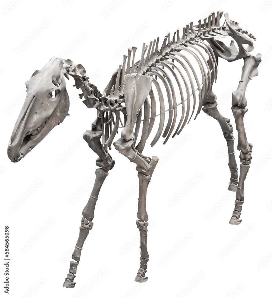Isolated PNG cutout of a hipparion skeleton, this dinosaur image is on ...