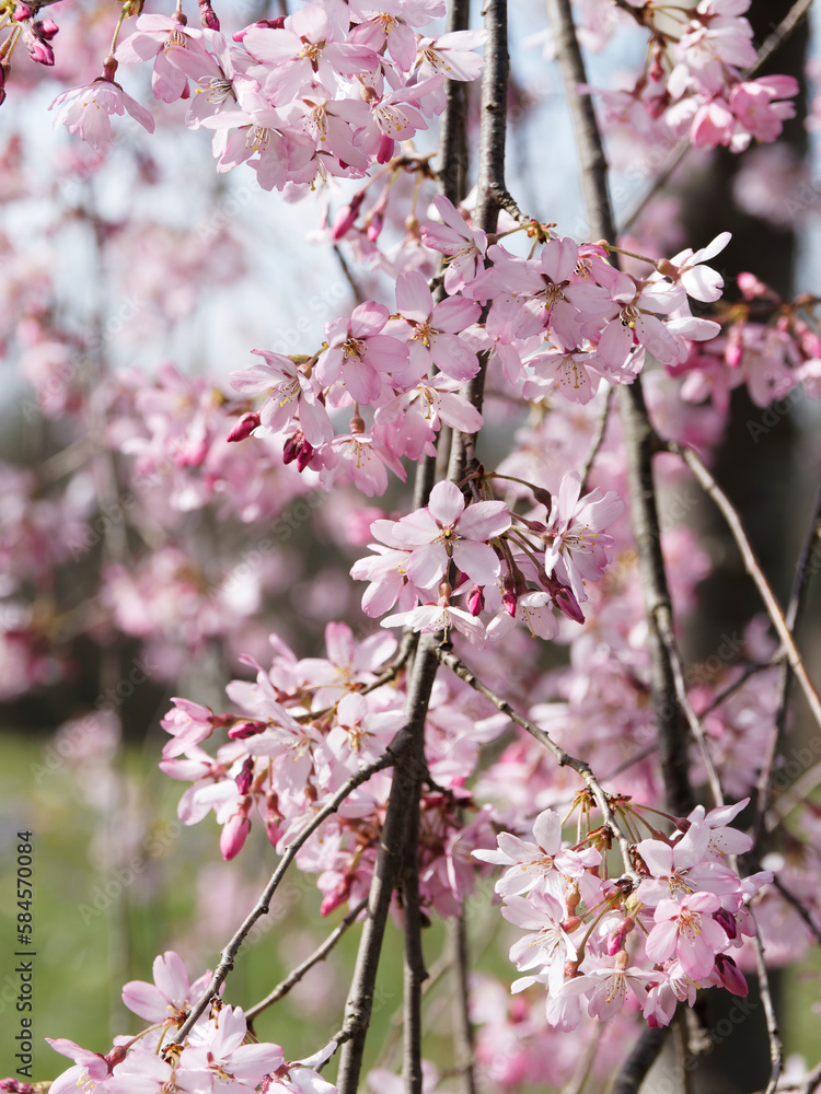 Prunus x subhirtella 'Pendula Rosea' | Weeping cherry or Drooping ...