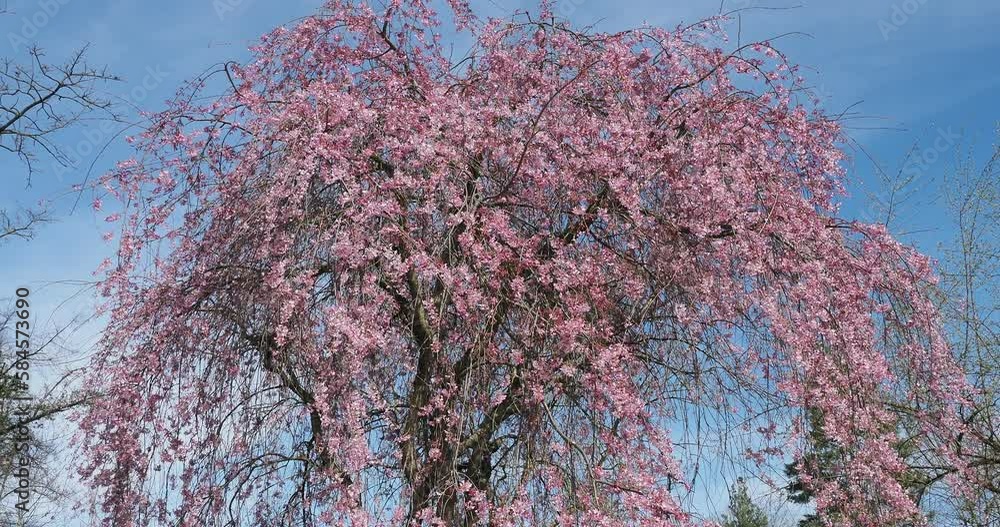 Spectacular and elegant weeping cherry tree pendulous bare branches ...