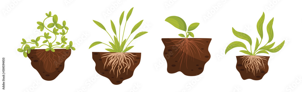 Plant Growing with Roots in Soil Vector Set Stock Vector | Adobe Stock