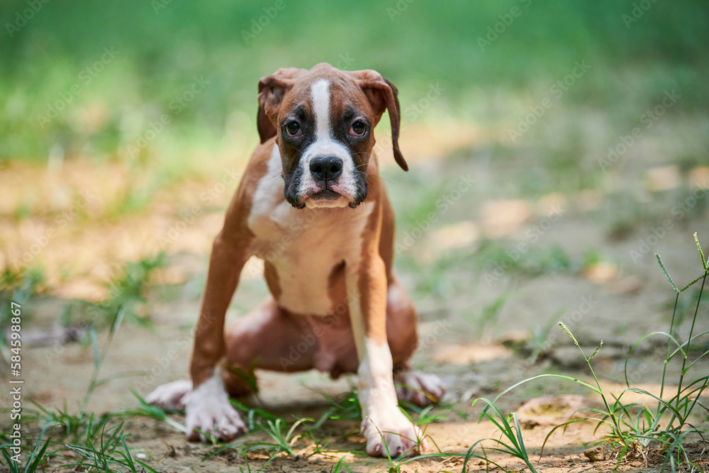 Boxer dog puppy face close up at outdoor park walking, green grass ...