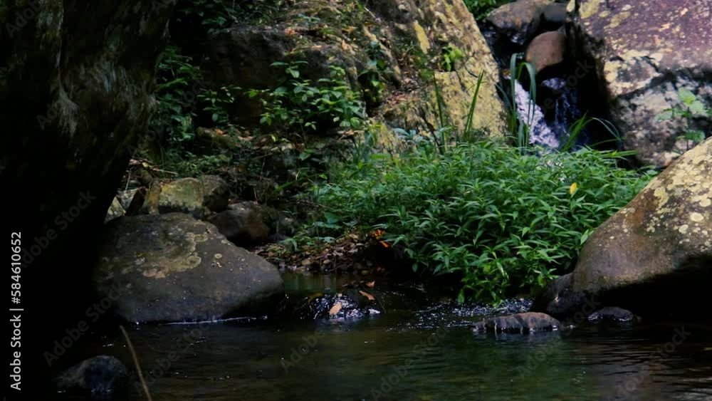 Vidéo Stock Natural rivers in the forest, Wonderful freshwater rapids ...