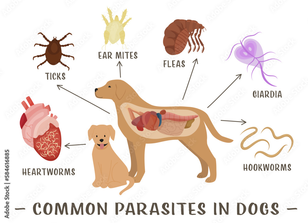 Parasite Animal