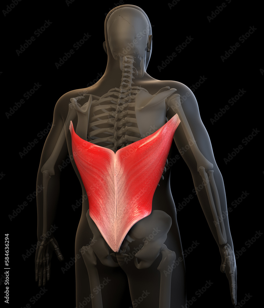 3D Illustration of the Human Latissimus Dorsi Muscles Stock ...