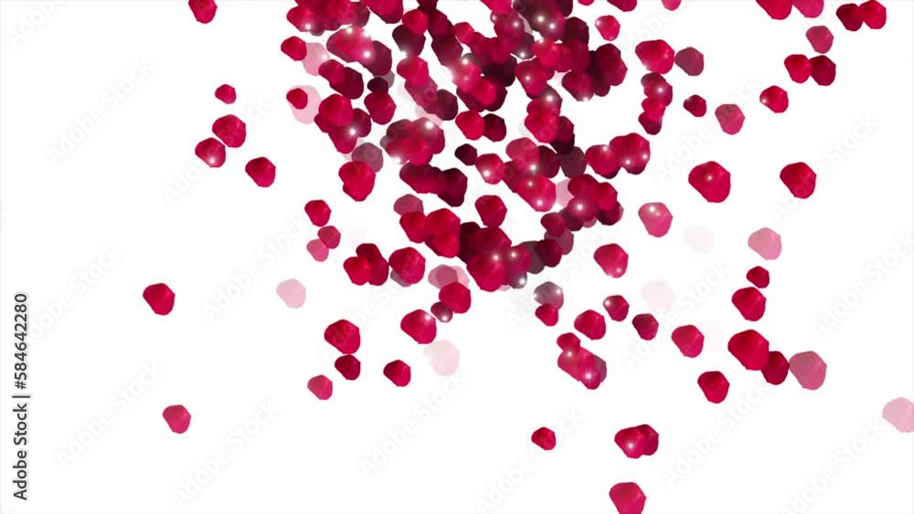 Red Rose Petals Flying Over White Background, Rose Petals Falling ...