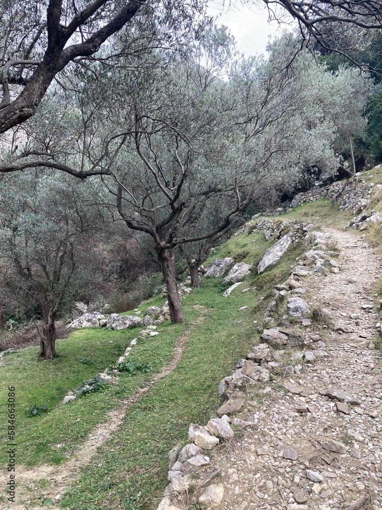 View from the hill to the olive grove. The hill is divided into ...