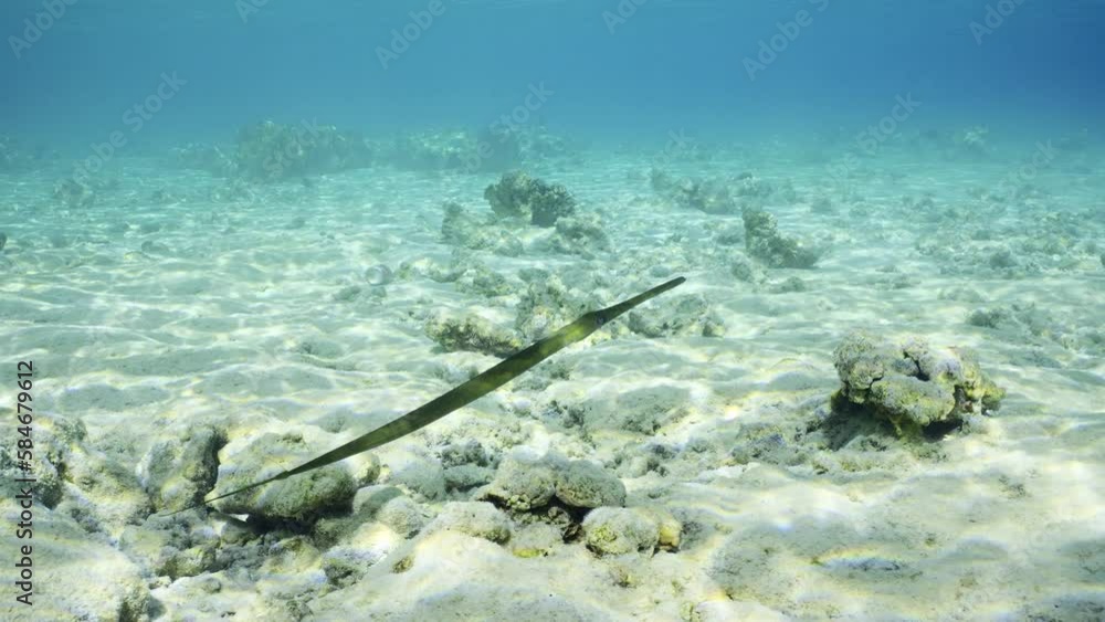 Cornet fish floats above seabed in bright sunbeams, slow motion ...