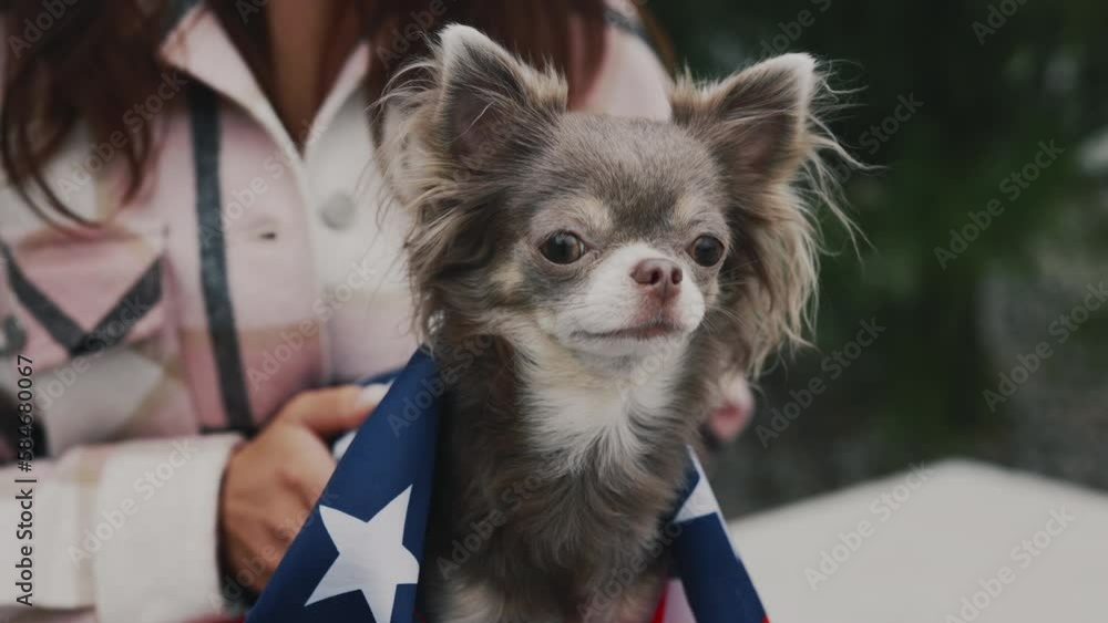 Chihuahua is Wrapped in the USA Flag, Woman Holding Him Standing ...