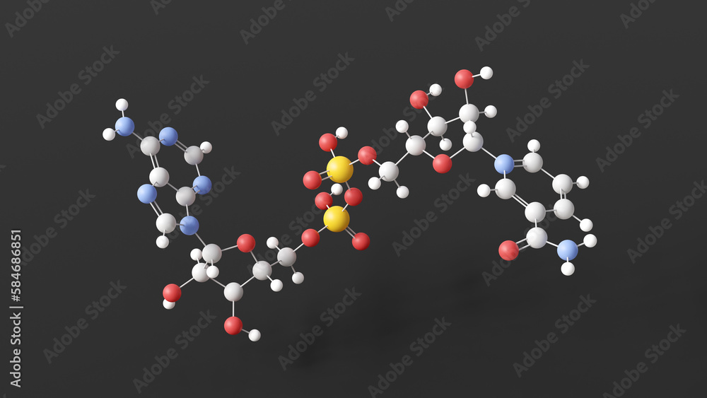 nad+ molecule, molecular structure, coenzyme c21h28n7o14p2, ball and ...