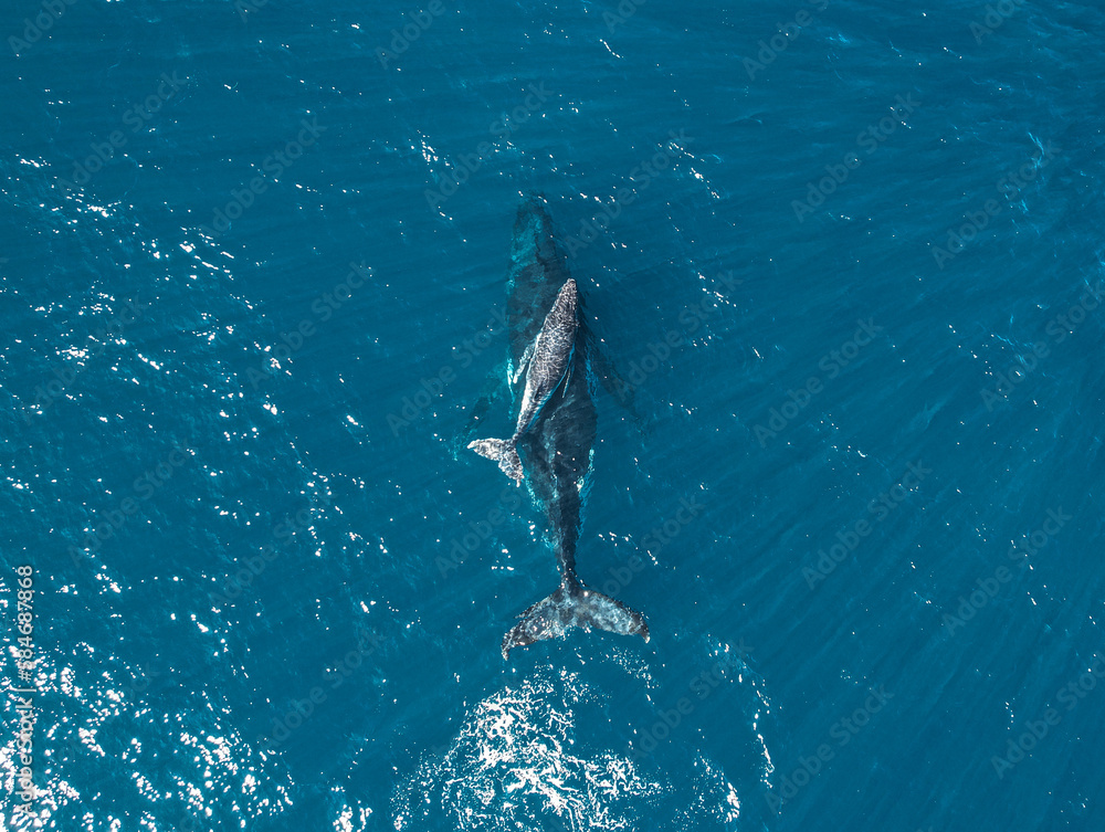 Aerial picture of two whales, one baby and his mum swimming in the ...