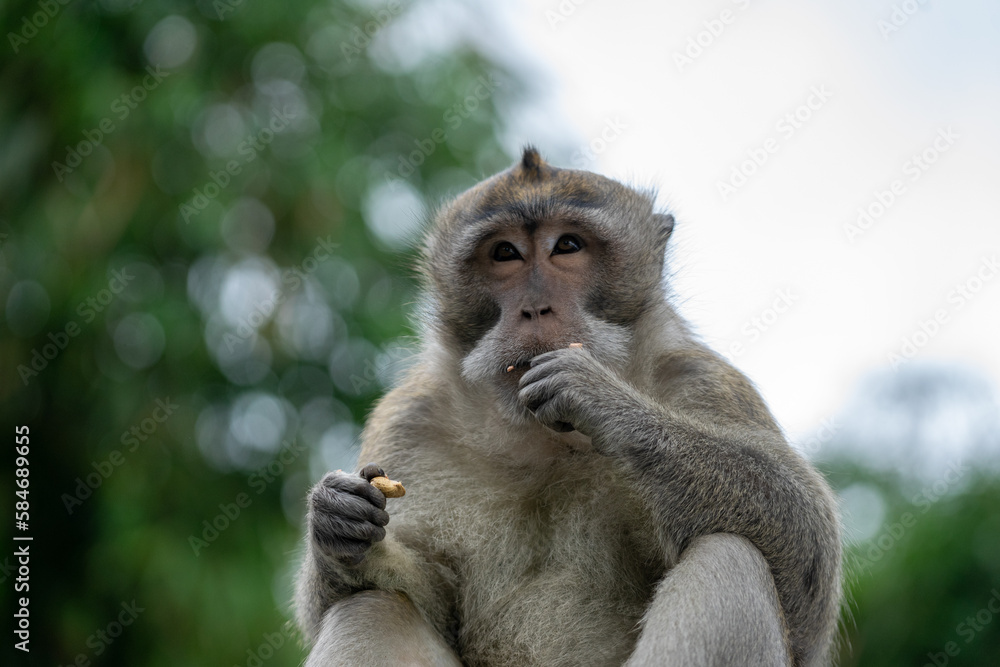 Monyet Hutan Forest Monkey Indonesia Interact with long-tailed macaques ...