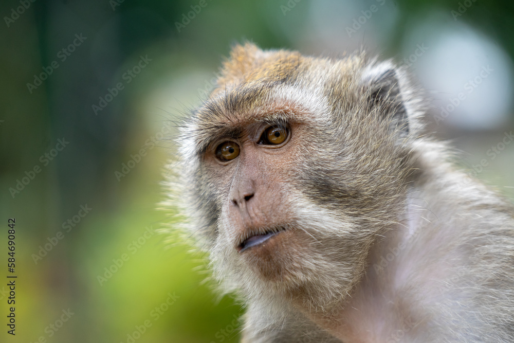 Monyet Hutan Forest Monkey Indonesia Interact with long-tailed macaques ...