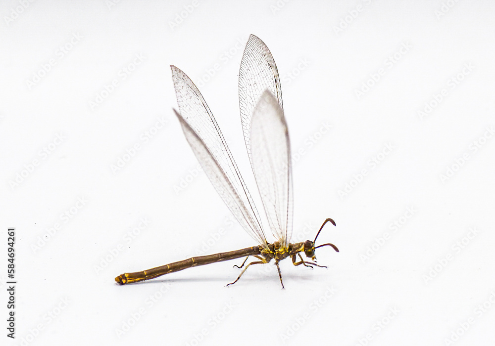 adult ant lion - myrmeleon immaculatus - preparing for flight with all ...