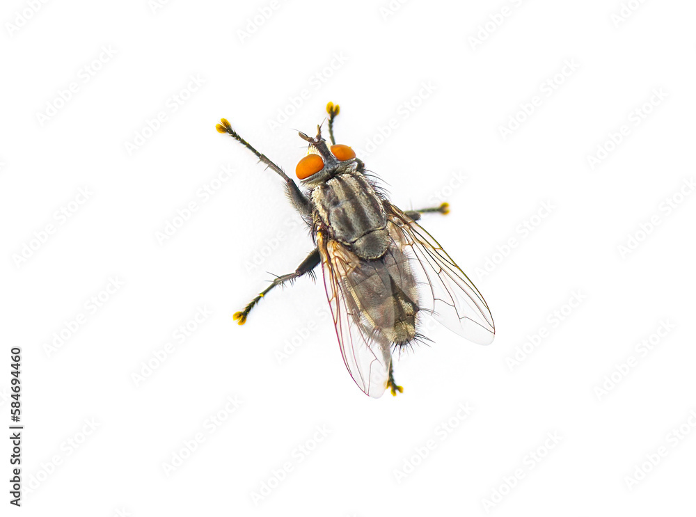 Adult flesh fly - Sarcophaga crassipalpis Macquart - these flies depend ...