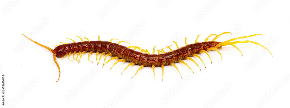 Large red centipede with yellow legs. Eastern bark centipede ...