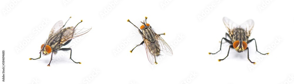 Adult flesh fly - Sarcophaga crassipalpis Macquart - these flies depend ...