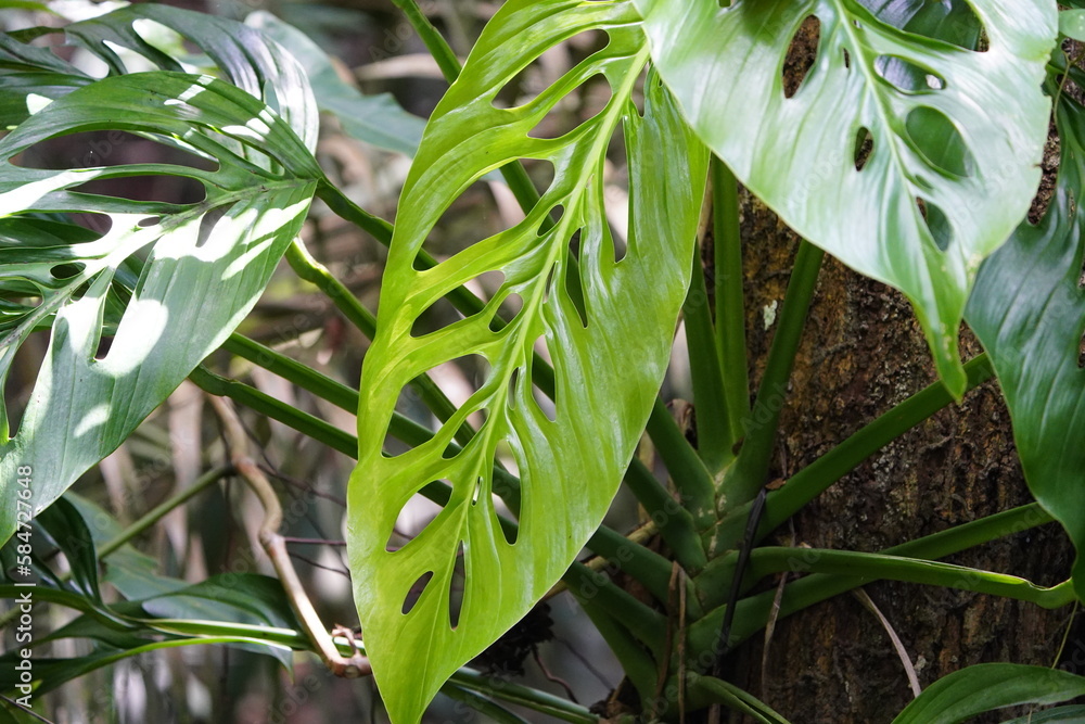 Monstera adansonii, the Adanson's monstera, Swiss cheese plant, or five ...