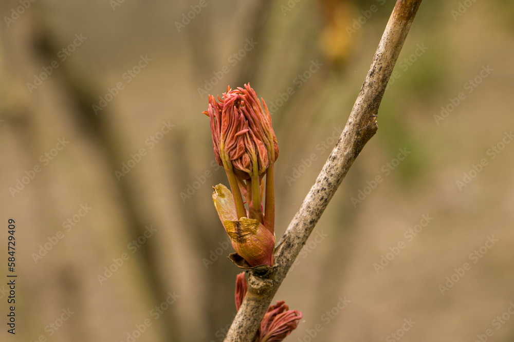 Peony treelike in spring. Young buds of a tree peony. Peony buds and ...