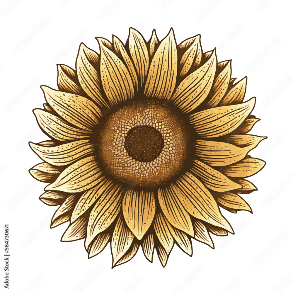 Sunflower vector illustration. Ink sketch of sunflower isolated on ...