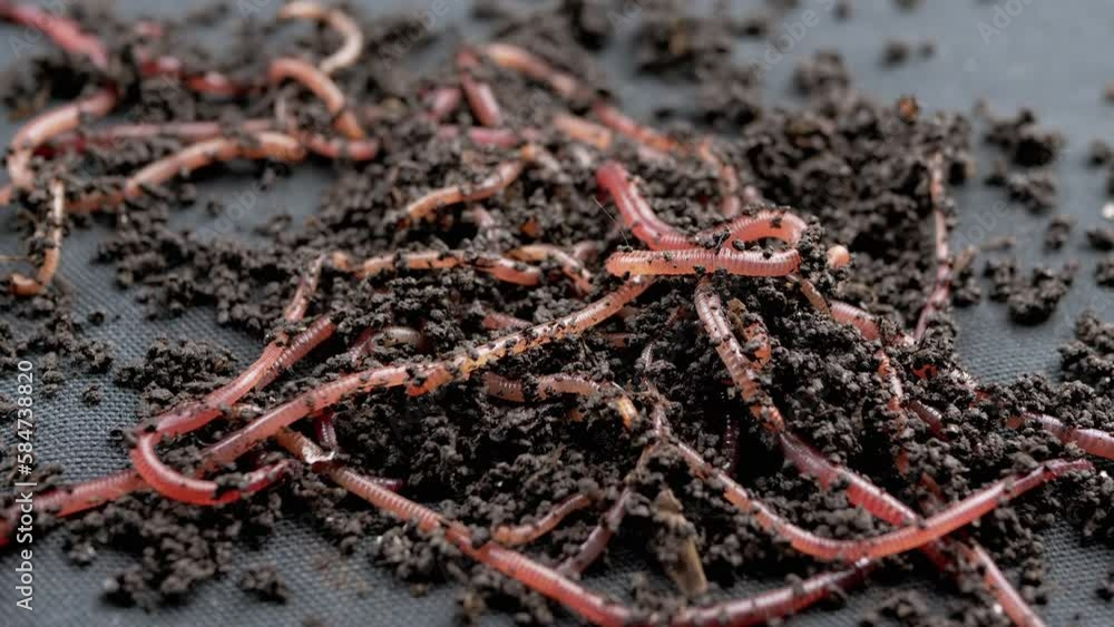 Close up Crawling Red Earthworms in Black Soil Isolated on Black ...