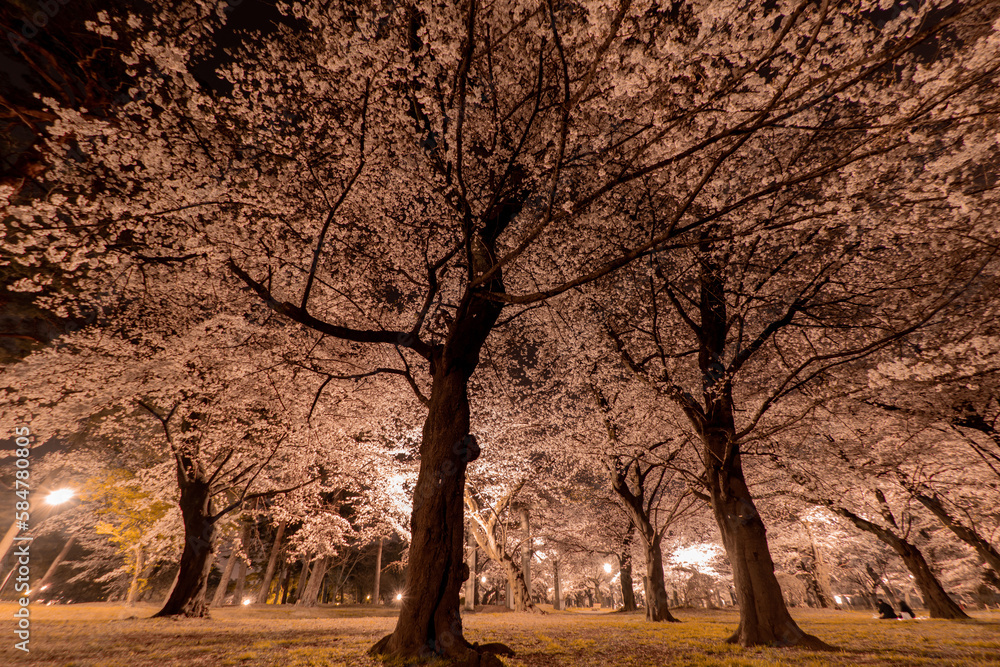 夜桜が満開の大宮公園の美しい景色。空に舞う桜の花びらはまるで雪のよう。日本らしい美しさを感じる一枚 Beautiful view of ...