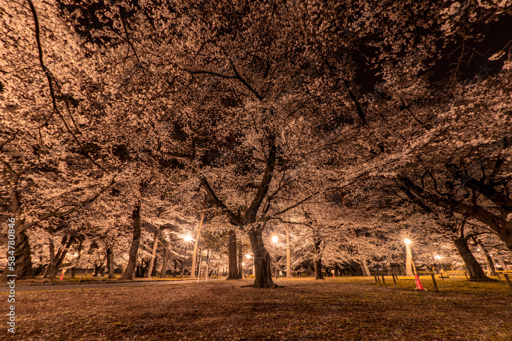 夜桜が満開の大宮公園の美しい景色。空に舞う桜の花びらはまるで雪のよう。日本らしい美しさを感じる一枚 Beautiful view of ...