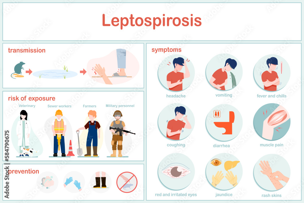 vector illustrations infographic of Leptospirosis.How animal-borne ...