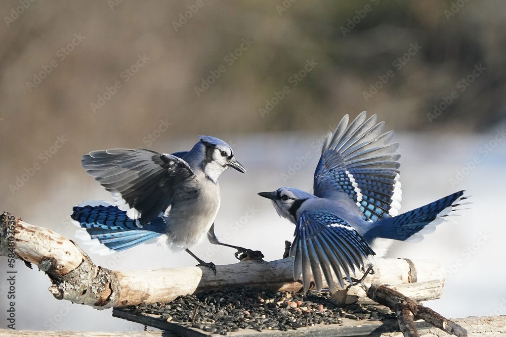 Foto de Blue Jays fighting over food at bird feeder do Stock | Adobe Stock