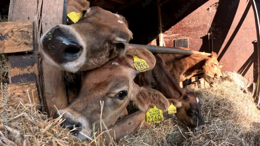 Close up view of Jersey cattle is a British breed of small dairy cows ...