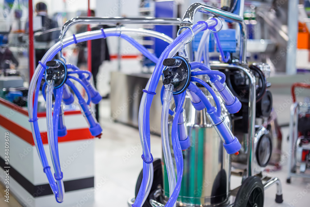 Teat cups of automated cow milking suction machine at cattle dairy farm ...