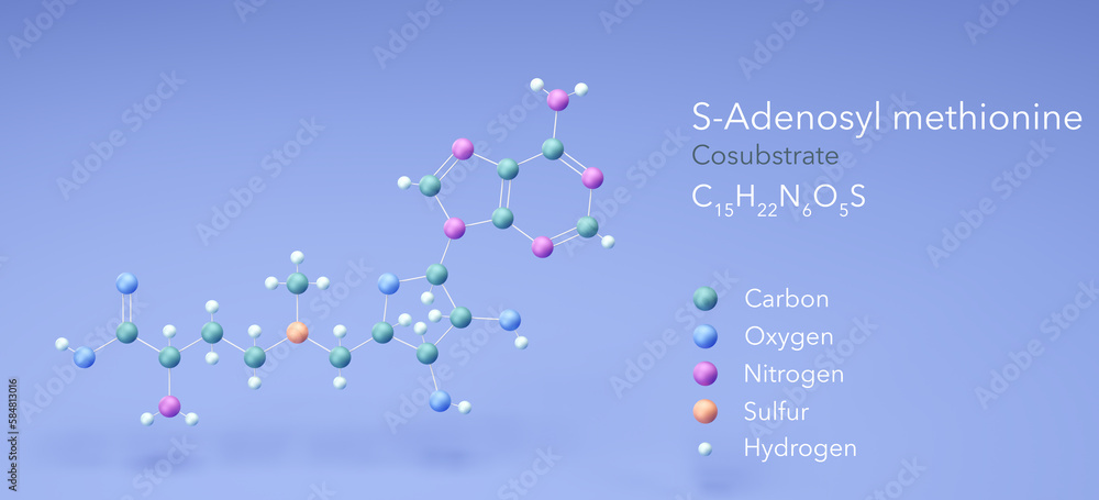 s-adenosyl methionine molecule, molecular structures, cosubstrate, 3d ...