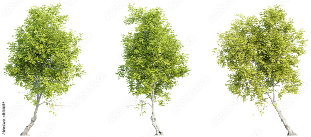 Fiddlewood tree 3D rendering with transparent background, for ...