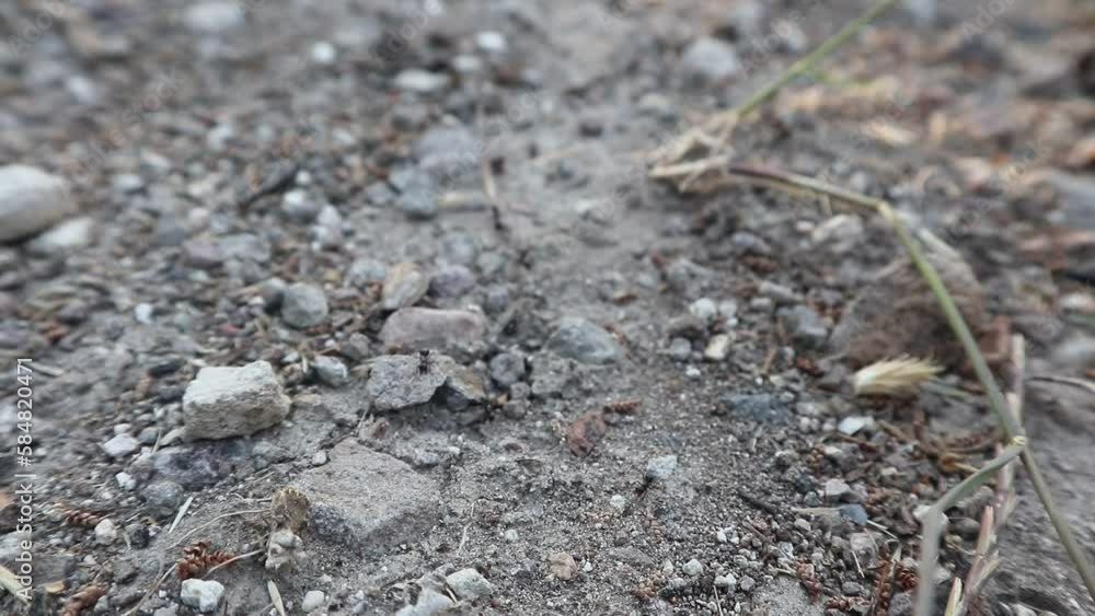 An ant road with mediocre traffic. The camera observes the busy black ...