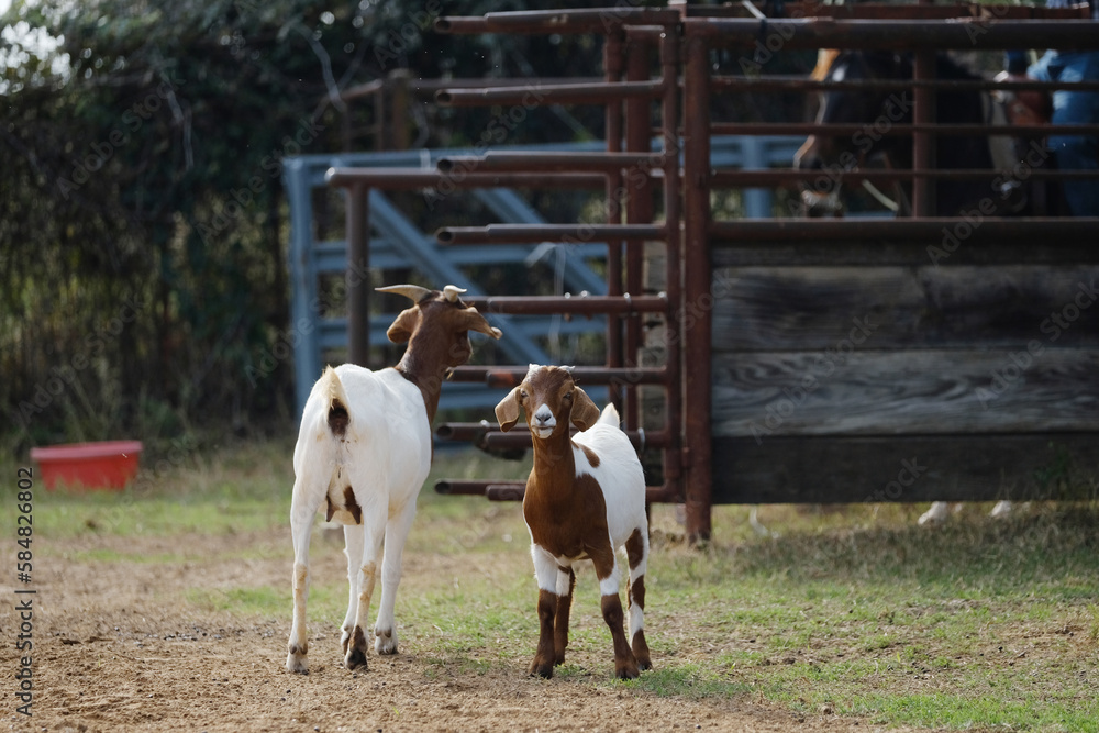 Boer goats on Texas farm for meat breed in agriculture. Stock Photo ...