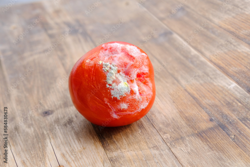 close-up shriveled red tomato covered with gray, white fluffy mold ...