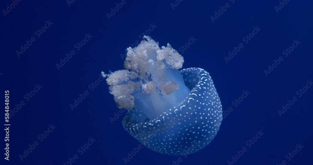 Close-up of a white-spotted jellyfish (Phyllorhiza punctata) gracefully ...