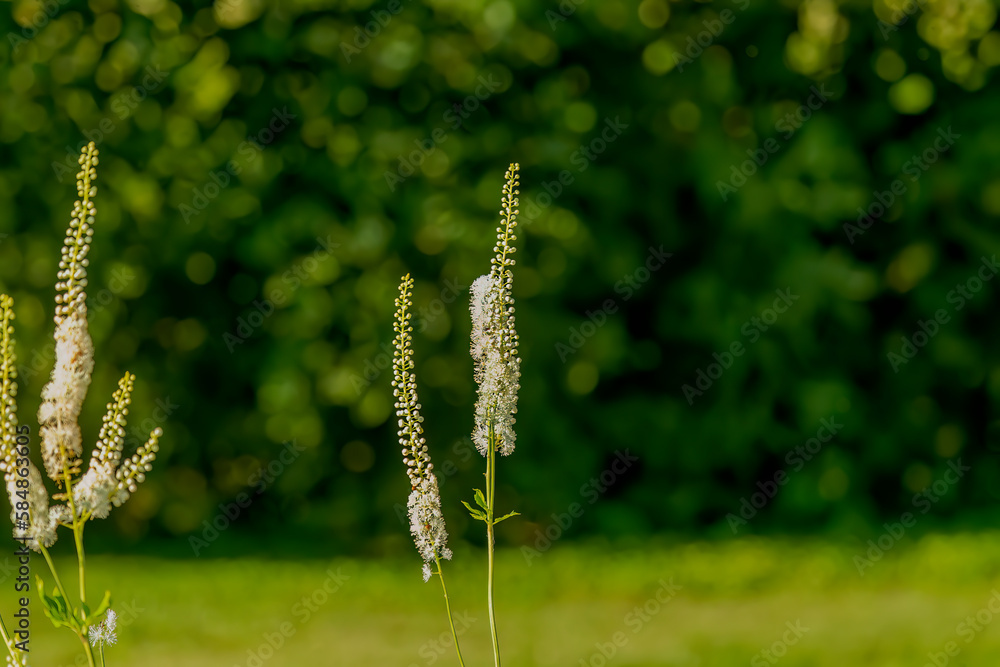 Black snakeroot (Actaea racemosa) known as the black cohosh, black ...