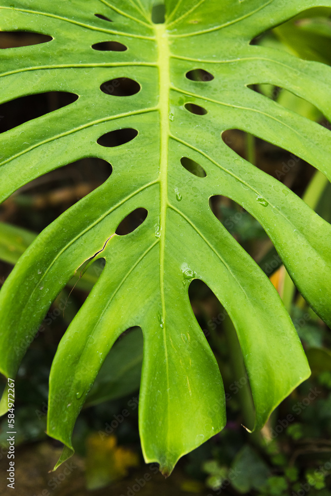 Wild Monstera Deliciosa Stock Photo | Adobe Stock