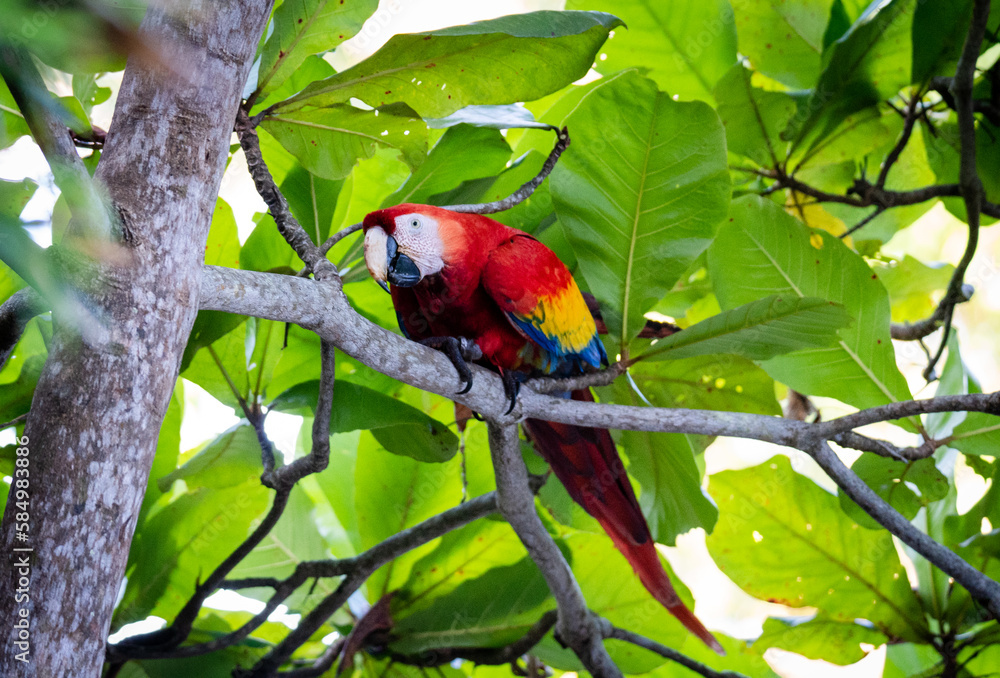 Scarlet macaw sitting on a tree branch in jungle of Costa Rica. Stock ...