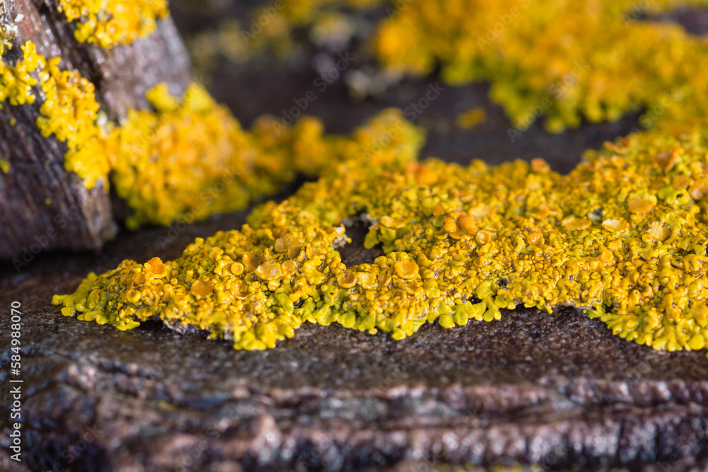 Common Orange Lichen on rocky intertidal zone in Maine Stock Photo ...