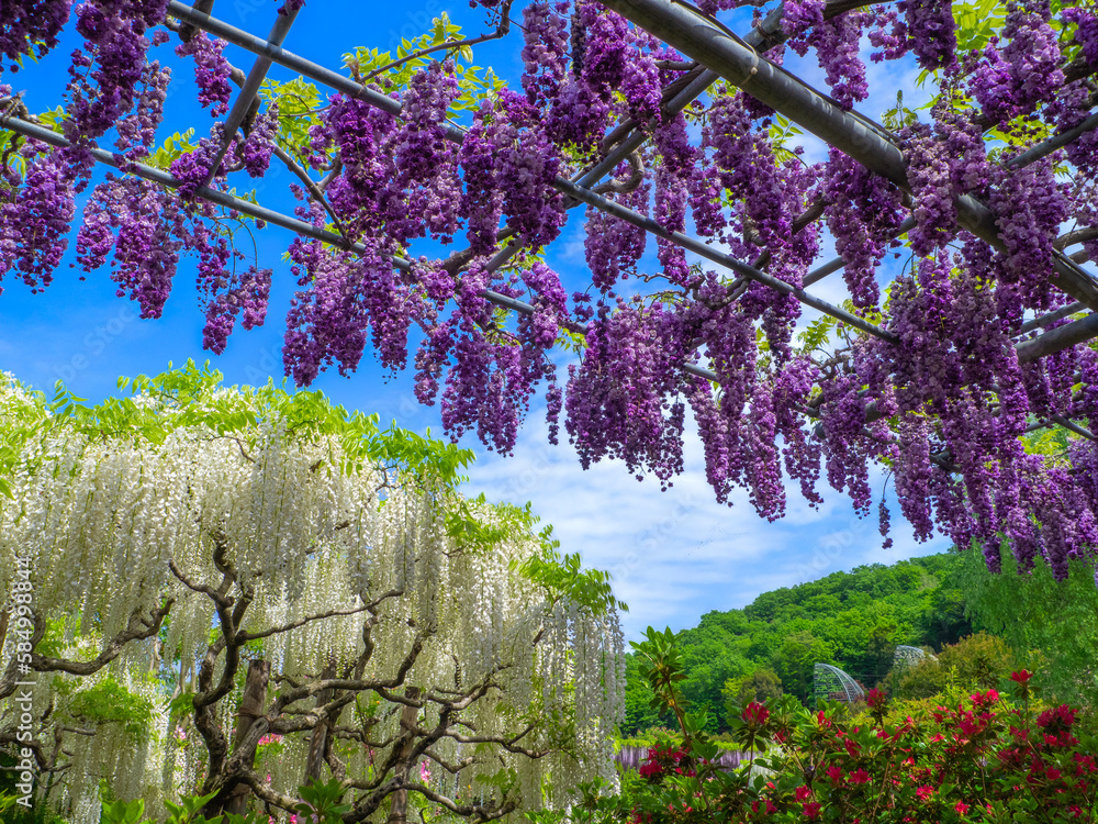 Poster Double flowered Japanese wisteria trellis and white Japanese ...
