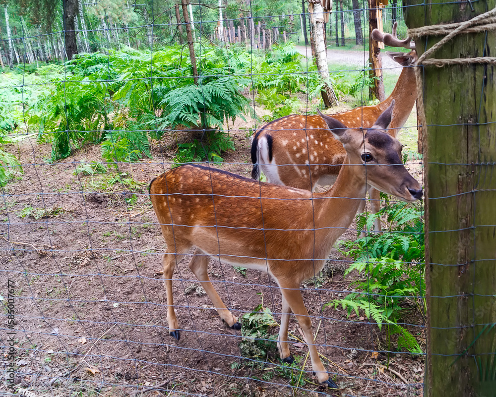 A young frightened roe deer looks out from behind the fence. A ...