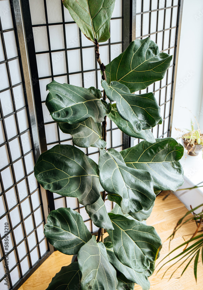 Natural house plant the fiddle leaf fig tree, Ficus lyrata growing in ...